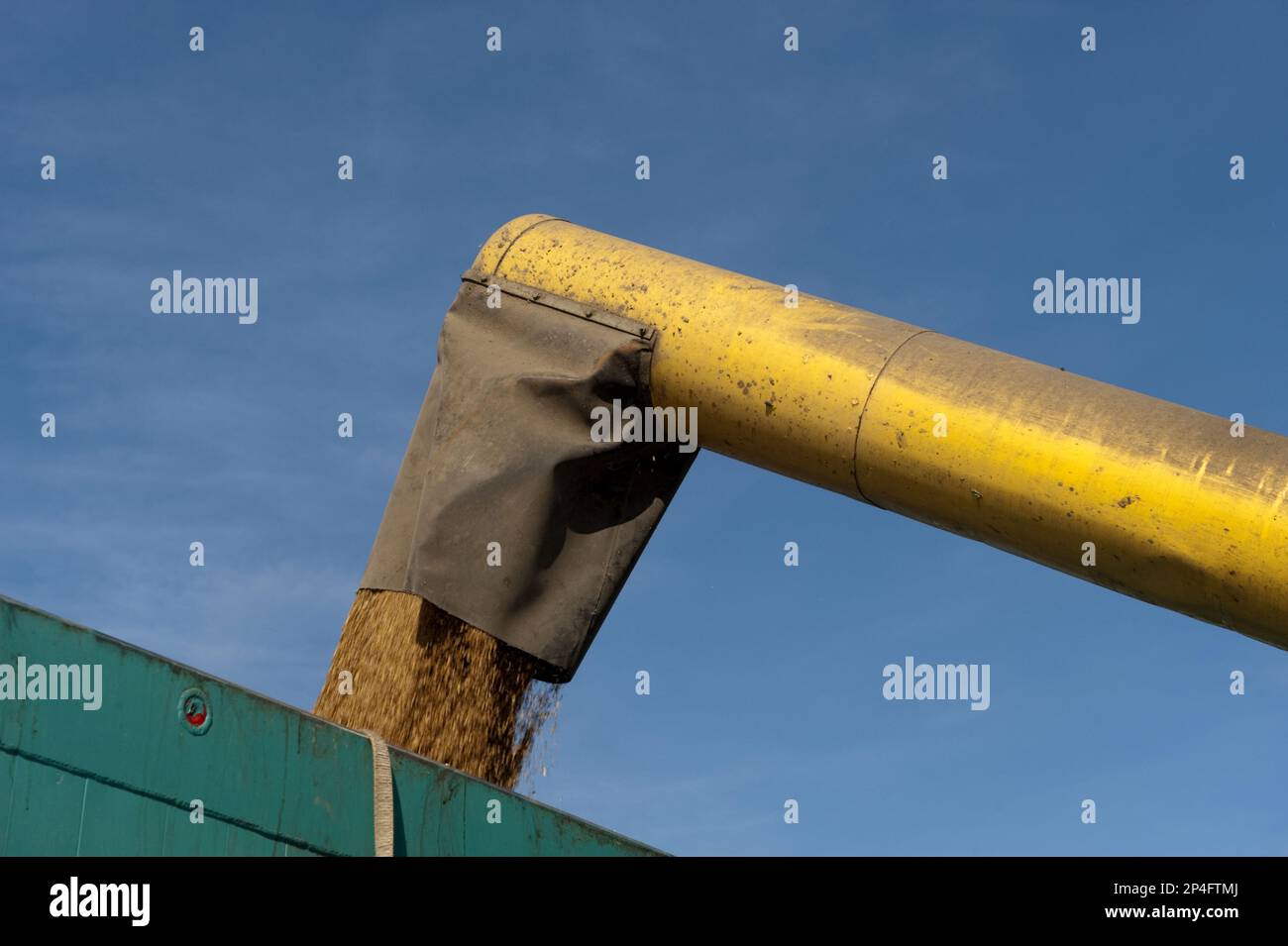 Harvesting wheat (Triticum aestivum), filling grain wagons with combine ...