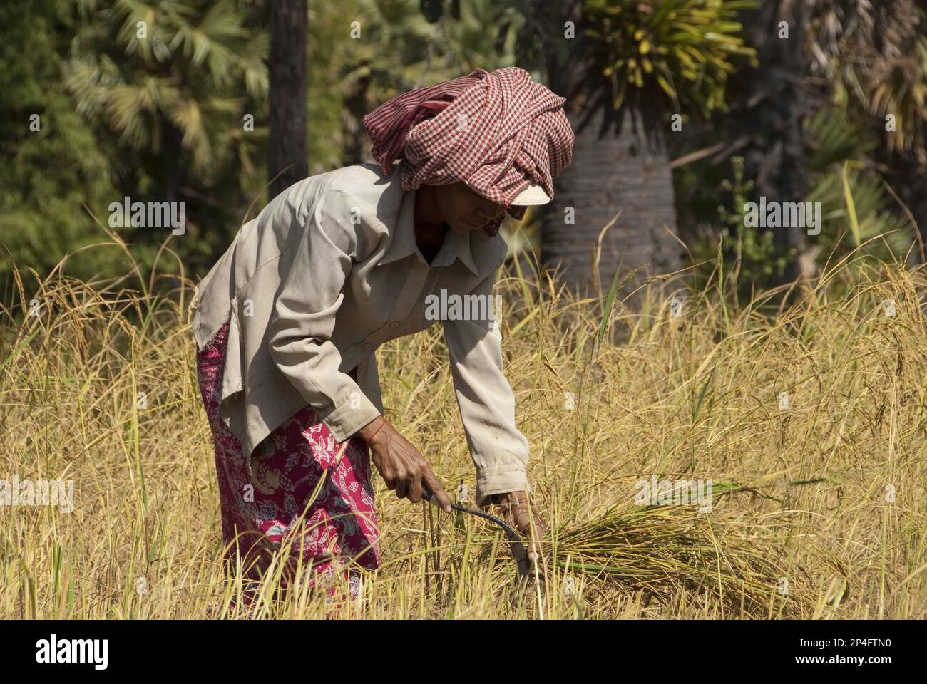 Asian rice (Oryza sativa), farmer's wife cutting rice with a scythe ...