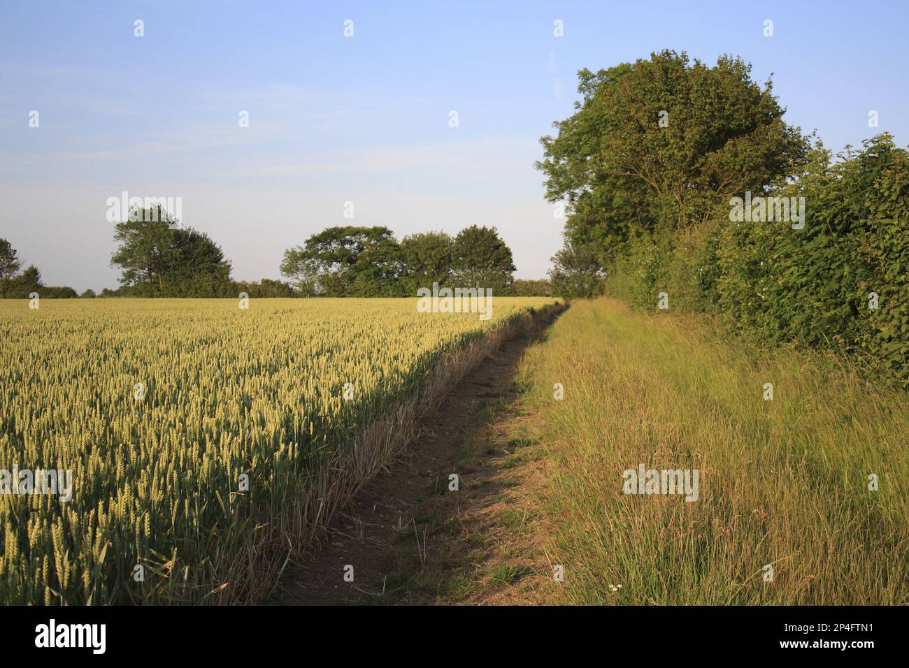 Ear ripening hi-res stock photography and images - Alamy