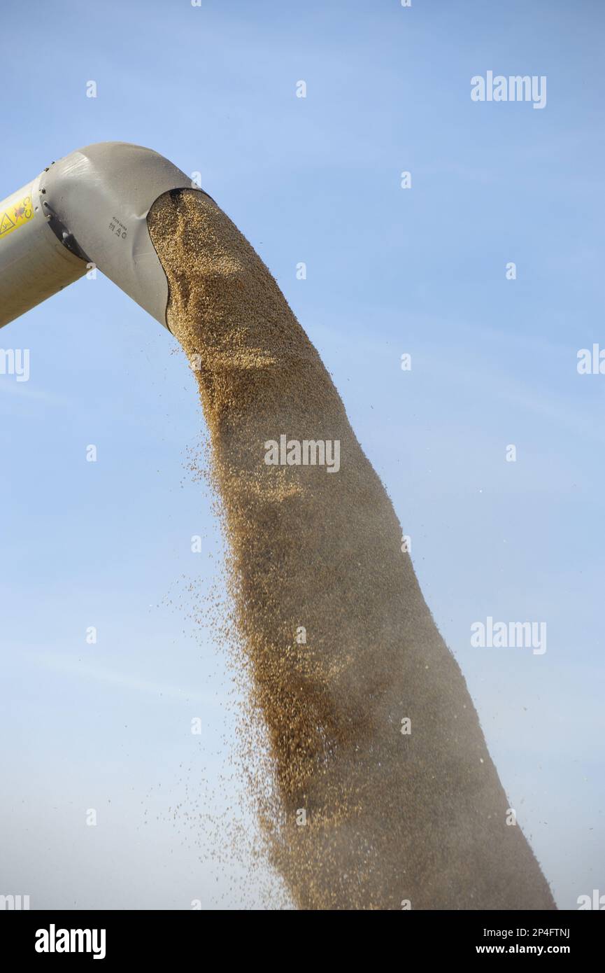 Wheat loading hi-res stock photography and images - Alamy