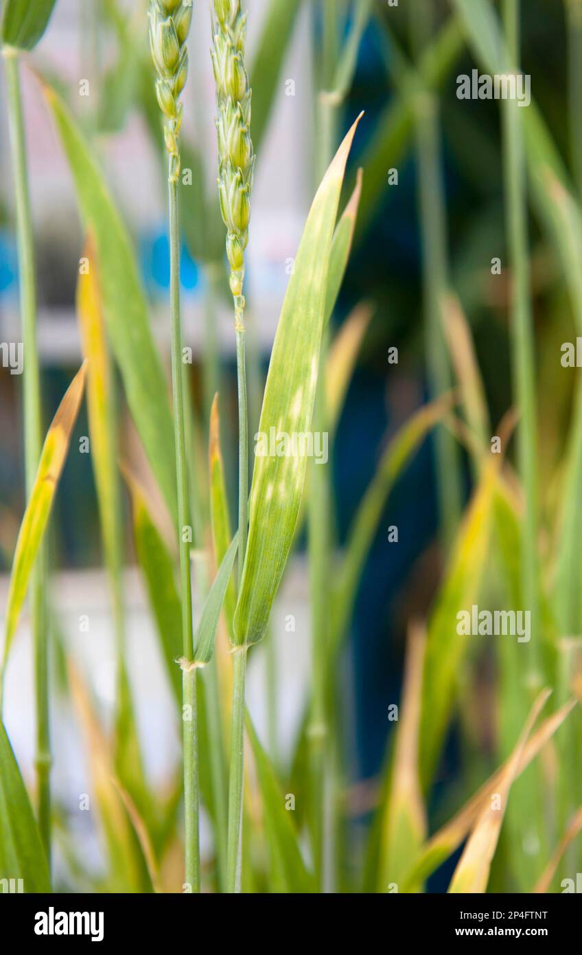 Nitrogen deficiency hi-res stock photography and images - Alamy