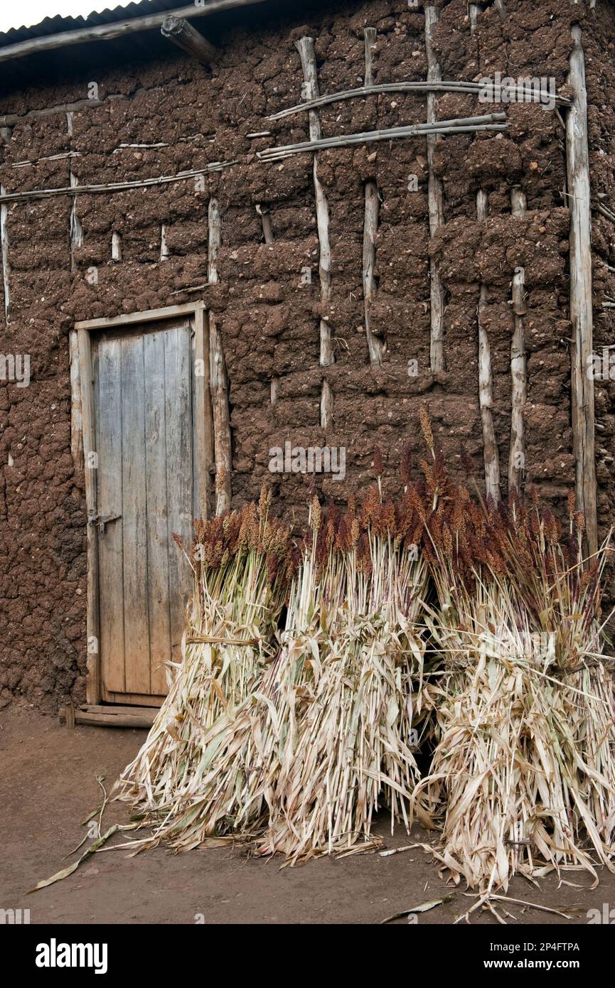 Harvesting sorghum (Sorghum sp.), ripe stooks after harvest and ready ...