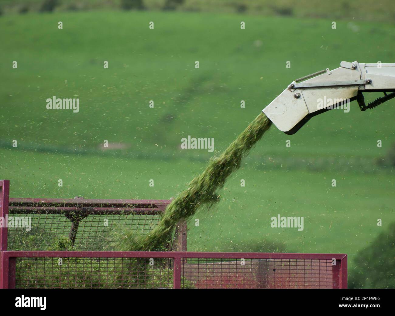 Harvesting grass for silage, close up of grass leaving the chute and ...