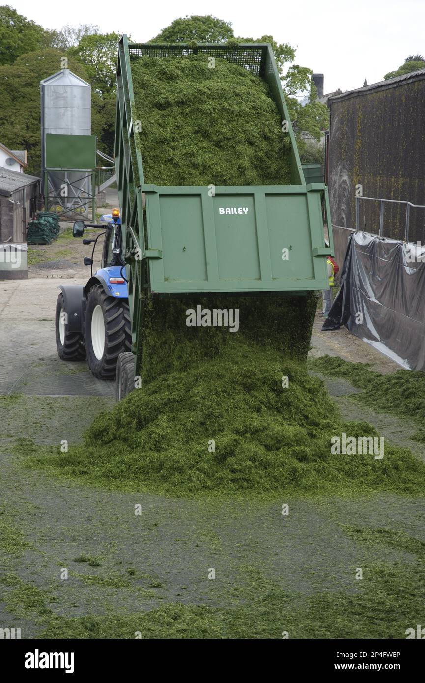 Tractor with trailer, tipping grass into silage clamp, Scotland, United ...