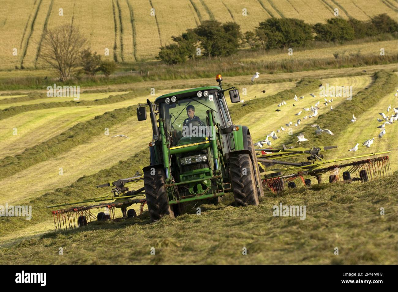 John Deere tractor with tedder, rowing up grass in preparation for ...