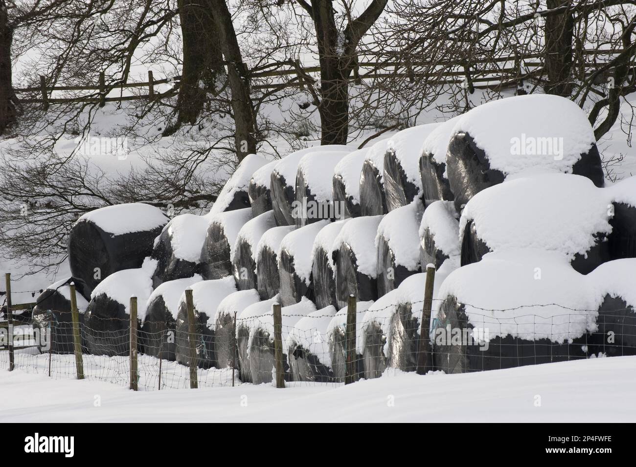 Plastic wrapped silage round bales in the snow, Whitewell, Lancashire ...