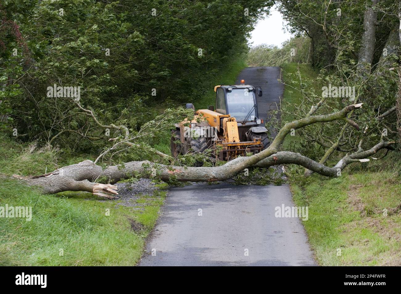 Mature tree that fell across the road during a storm and was moved by a ...