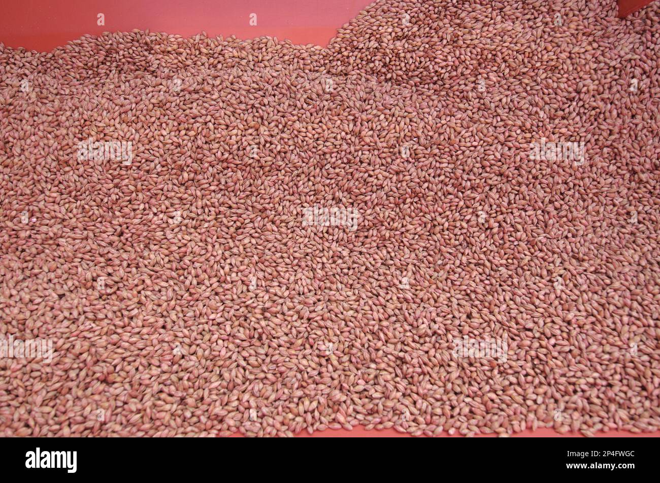Close-up of Westminster spring barley seed in seed bin, Pilling ...