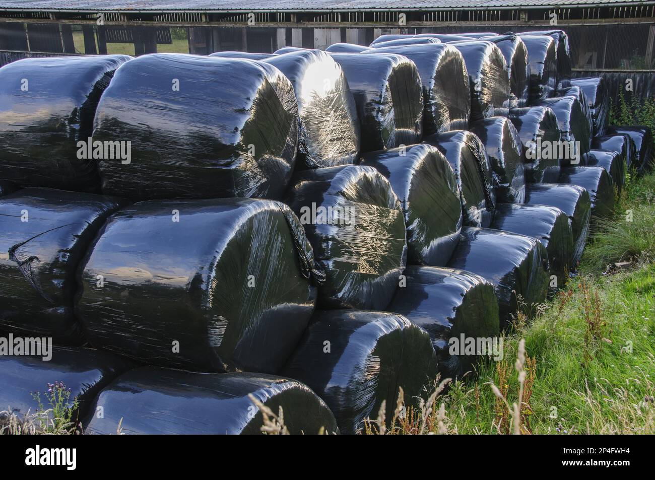 Silage black hi-res stock photography and images - Alamy