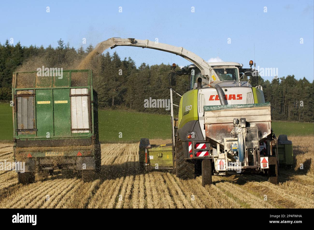 Claas forage harvester unloading into a tractor and trailer, making ...