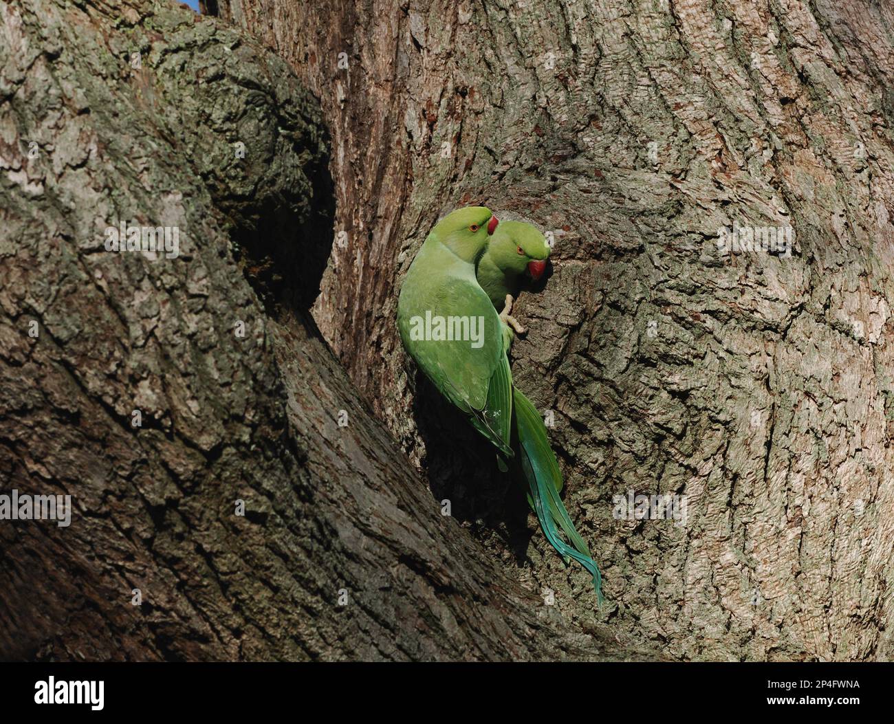 Ring necked parakeets mating hi-res stock photography and images - Alamy