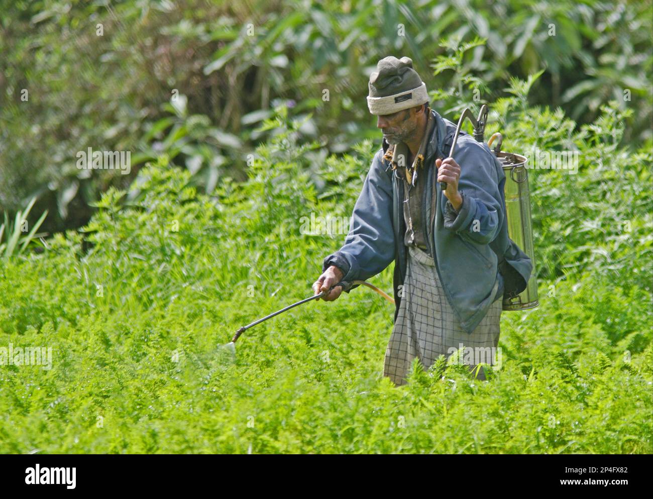 Farmers spray plants by hand, Sri Lanka Stock Photo - Alamy