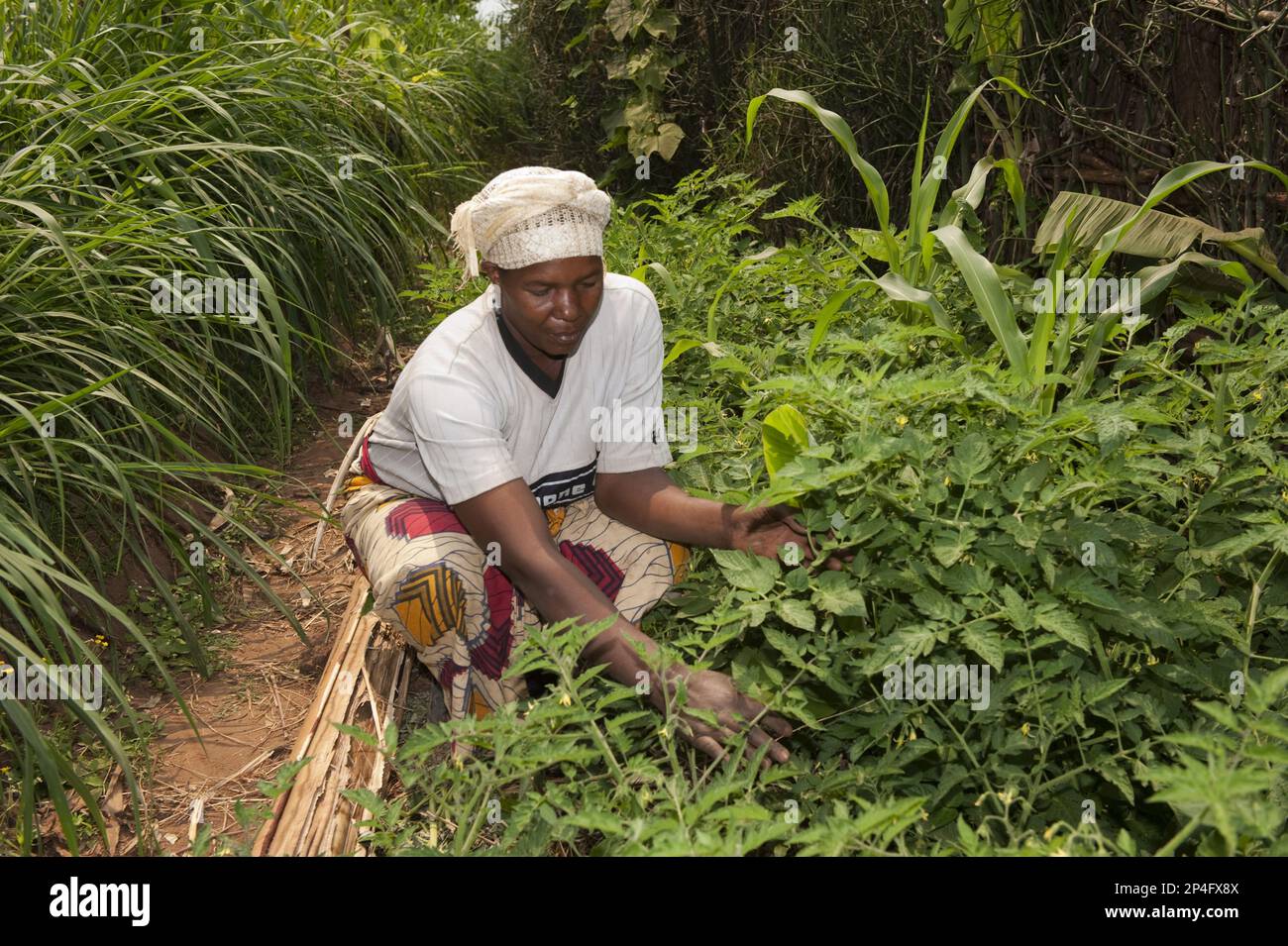 Weeding vegetable garden, Rwanda Stock Photo - Alamy