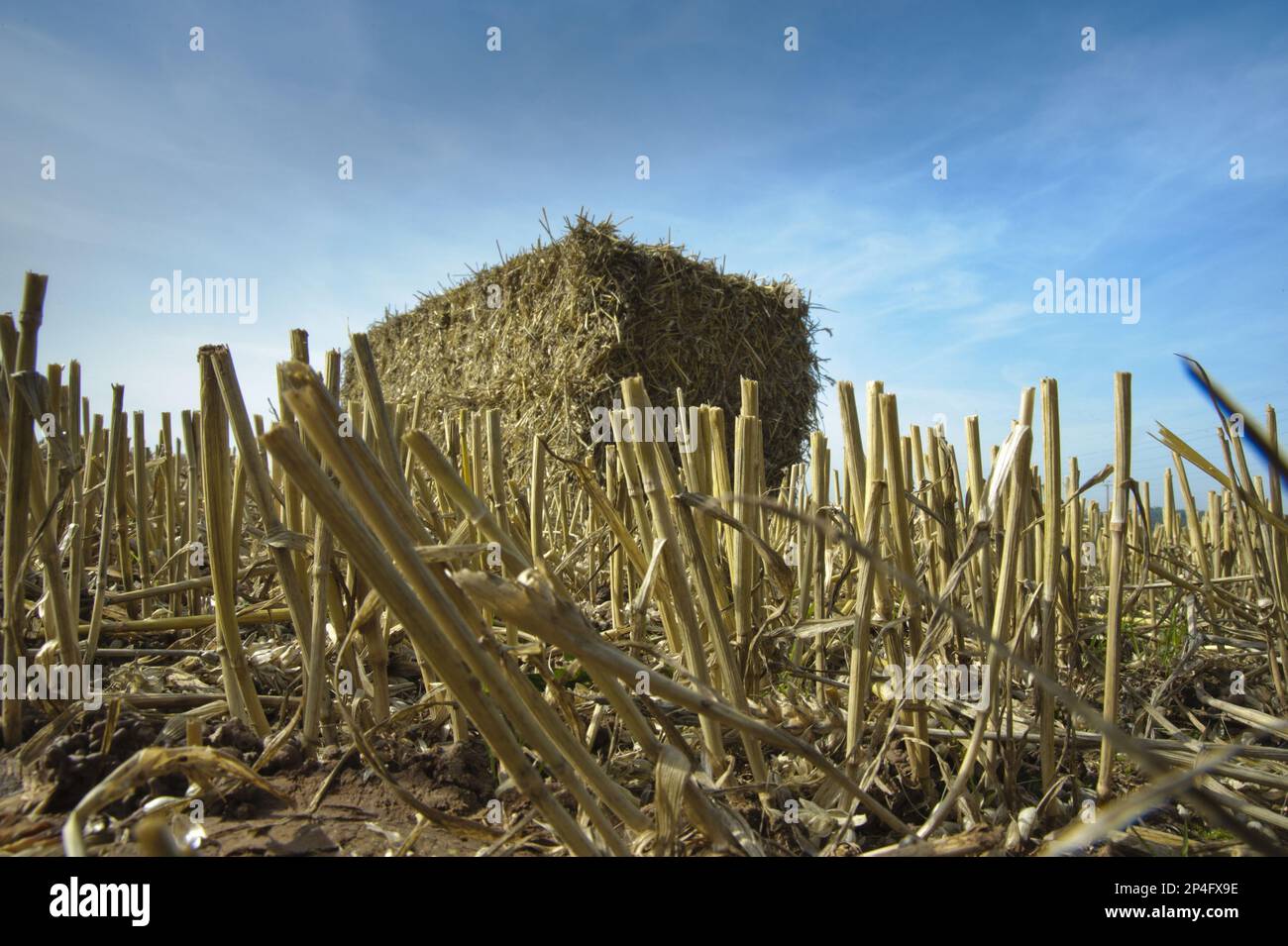 Large bales of wheat straw bales in stubble field, Castle Frome ...