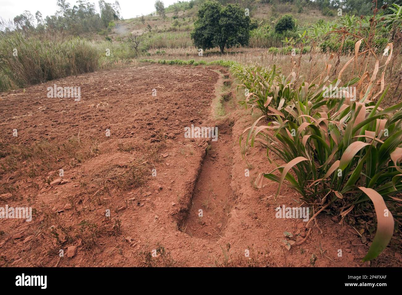 Ditches dug on slopes to catch rainfall and prevent rapid soil erosion ...