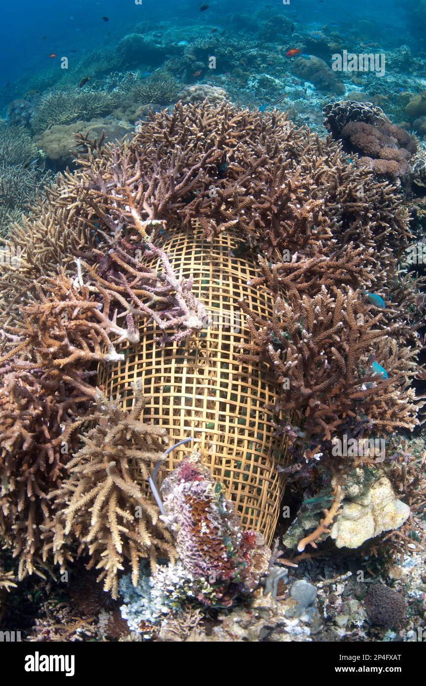 Fish trap covered with staghorn coral, Reta Island, Alor Archipelago ...