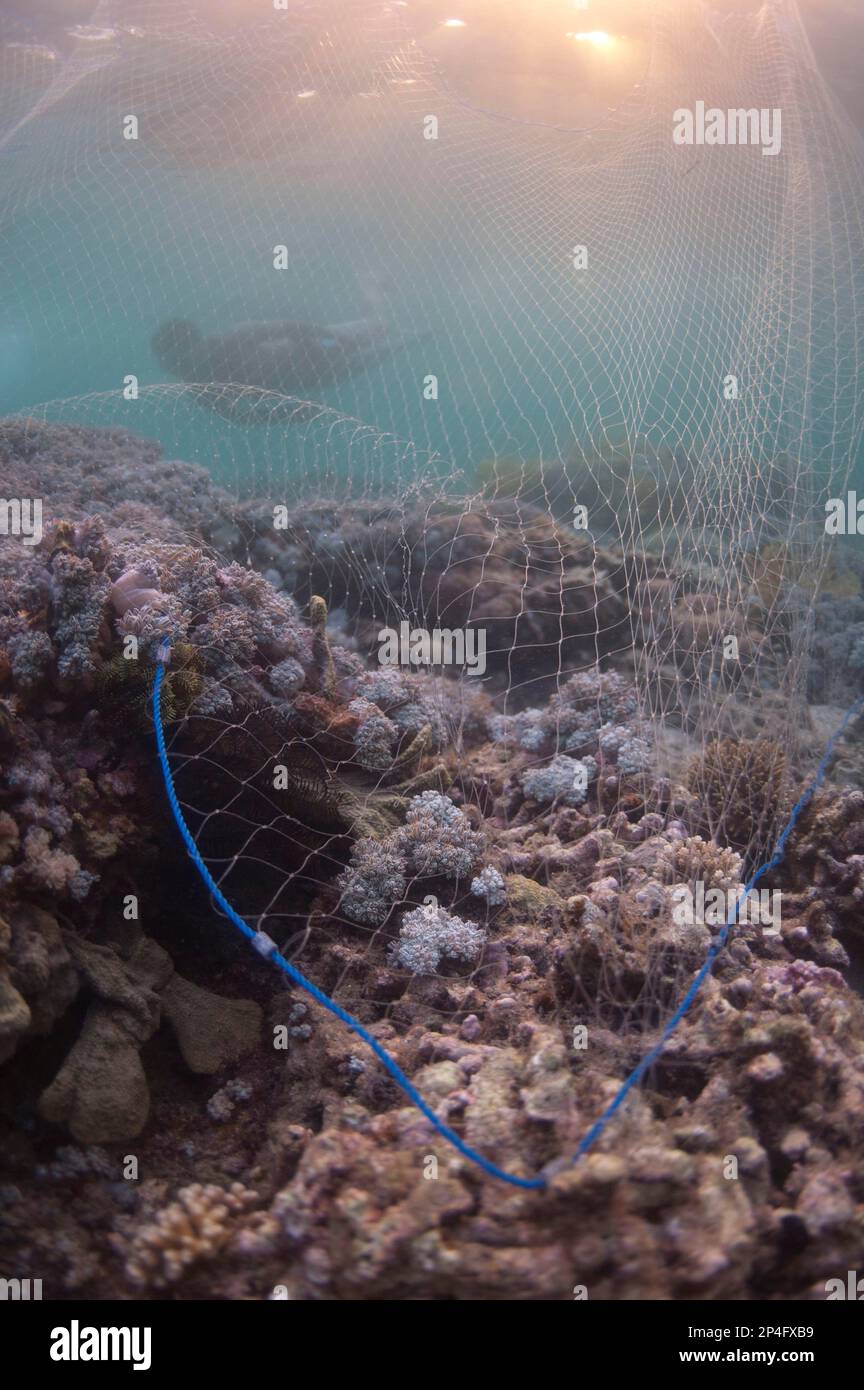 Fishermen swimming with net over the reef, Teluk Lebateba, Lembata ...