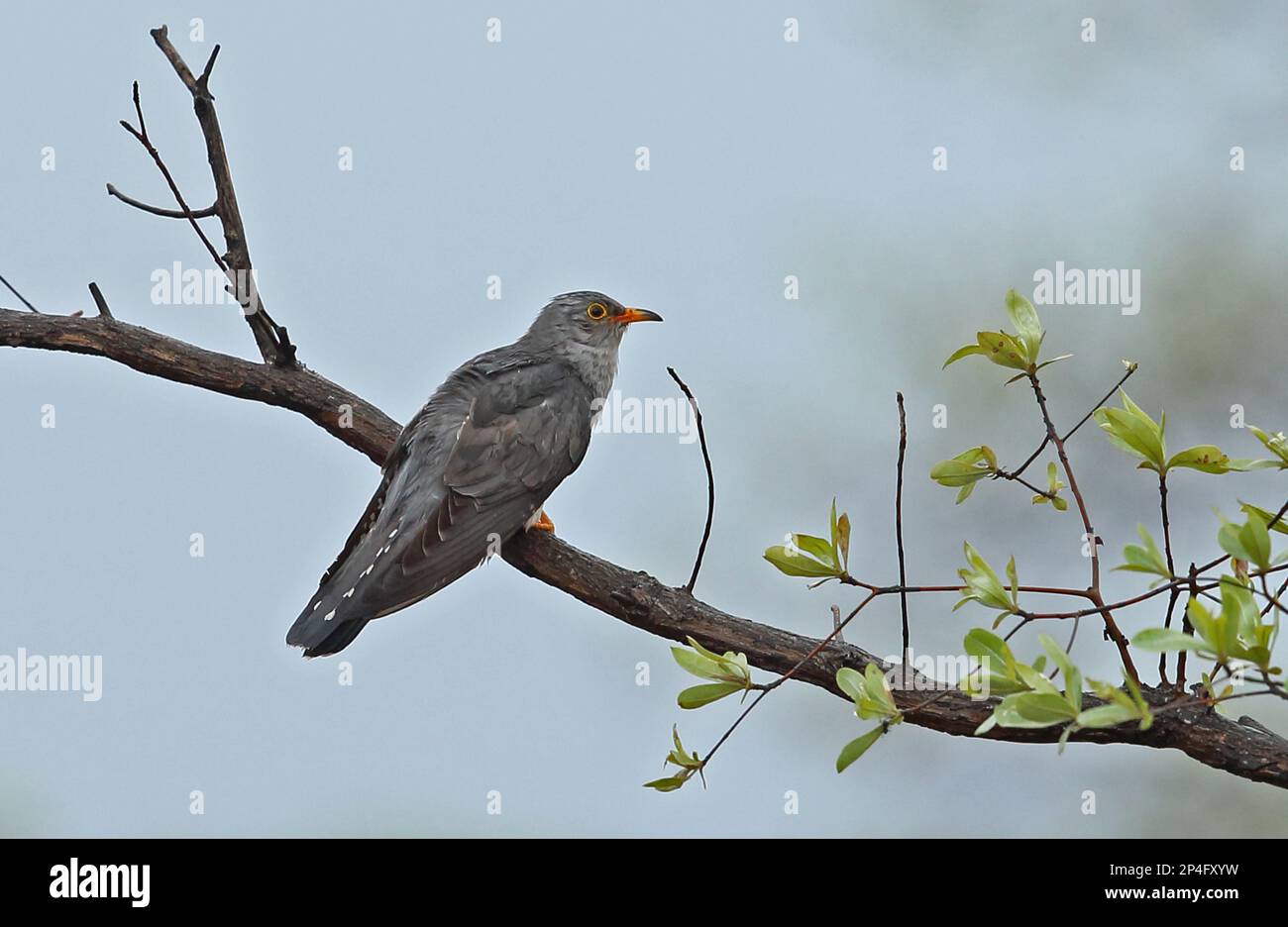 African Cuckoo (Cuculus gularis) adult male, perched on branch, Kruger ...
