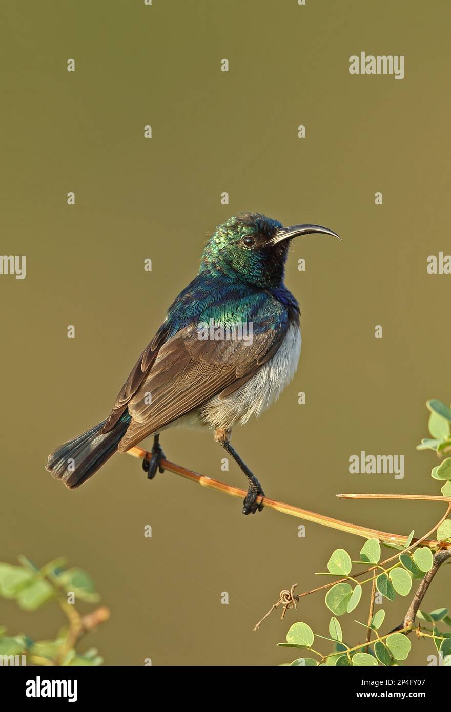 White-bellied Sunbird (Cinnyris talatala) adult male, perched on twig ...