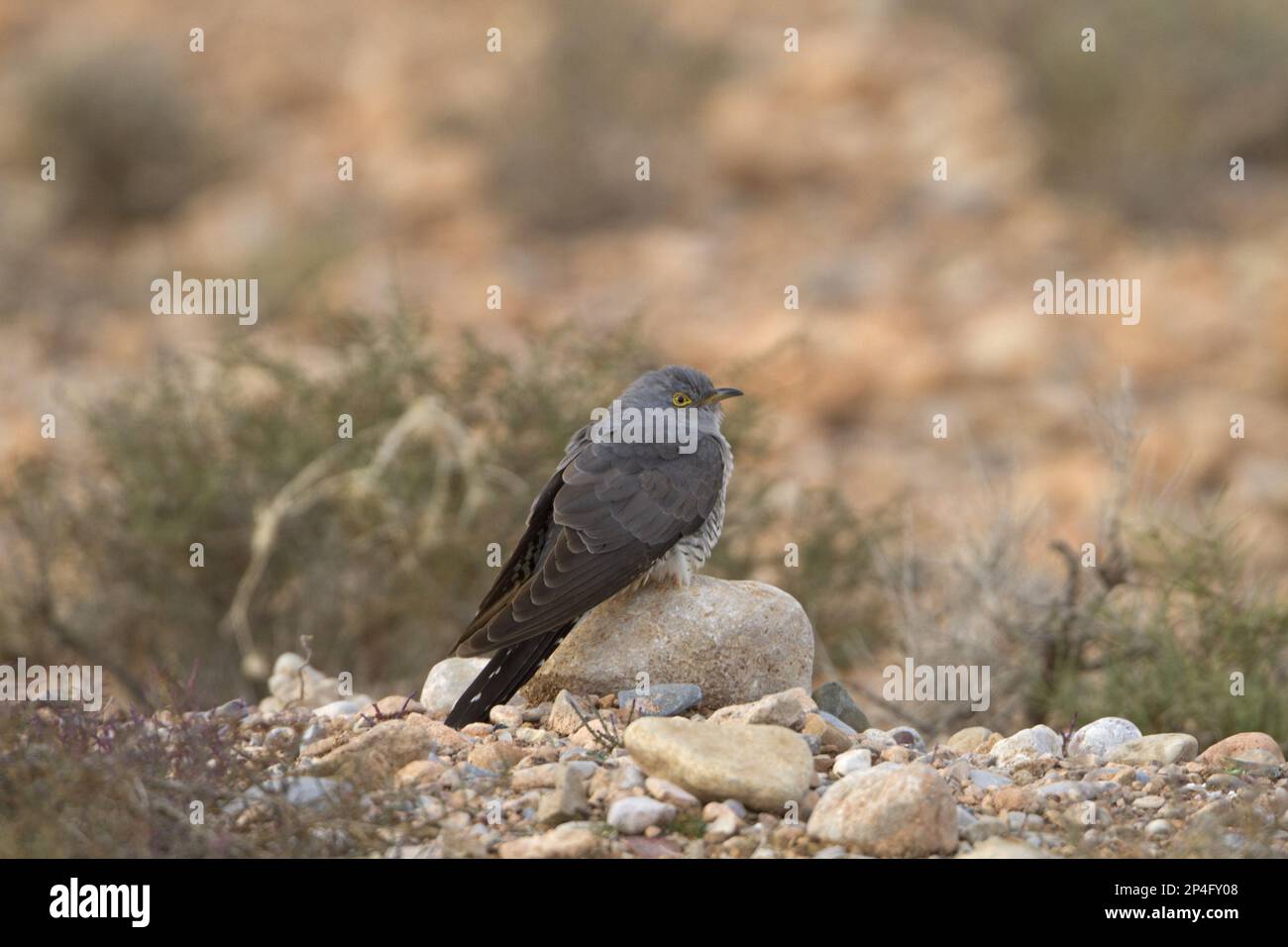 Common Cuckoo (Cuculus canorus) adult, on migration in desert, Morocco ...
