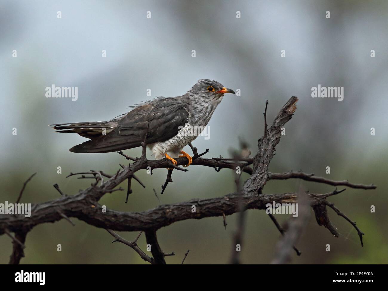 African Cuckoo (Cuculus gularis) adult male, with wet plumage after ...