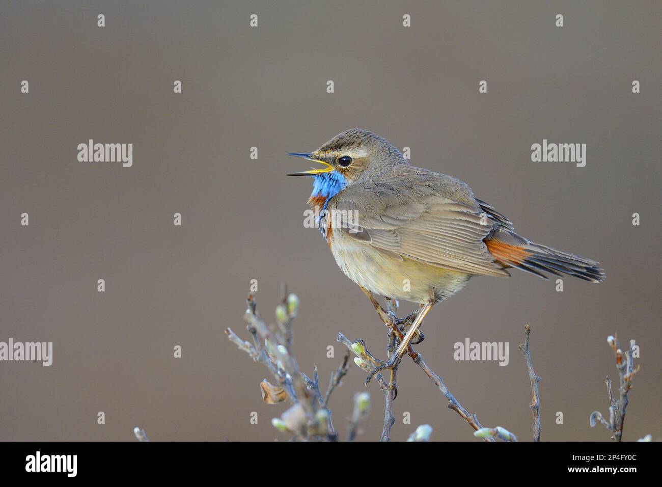 Red-spotted bluethroat (Luscinia svecica svecica), Red-spotted ...