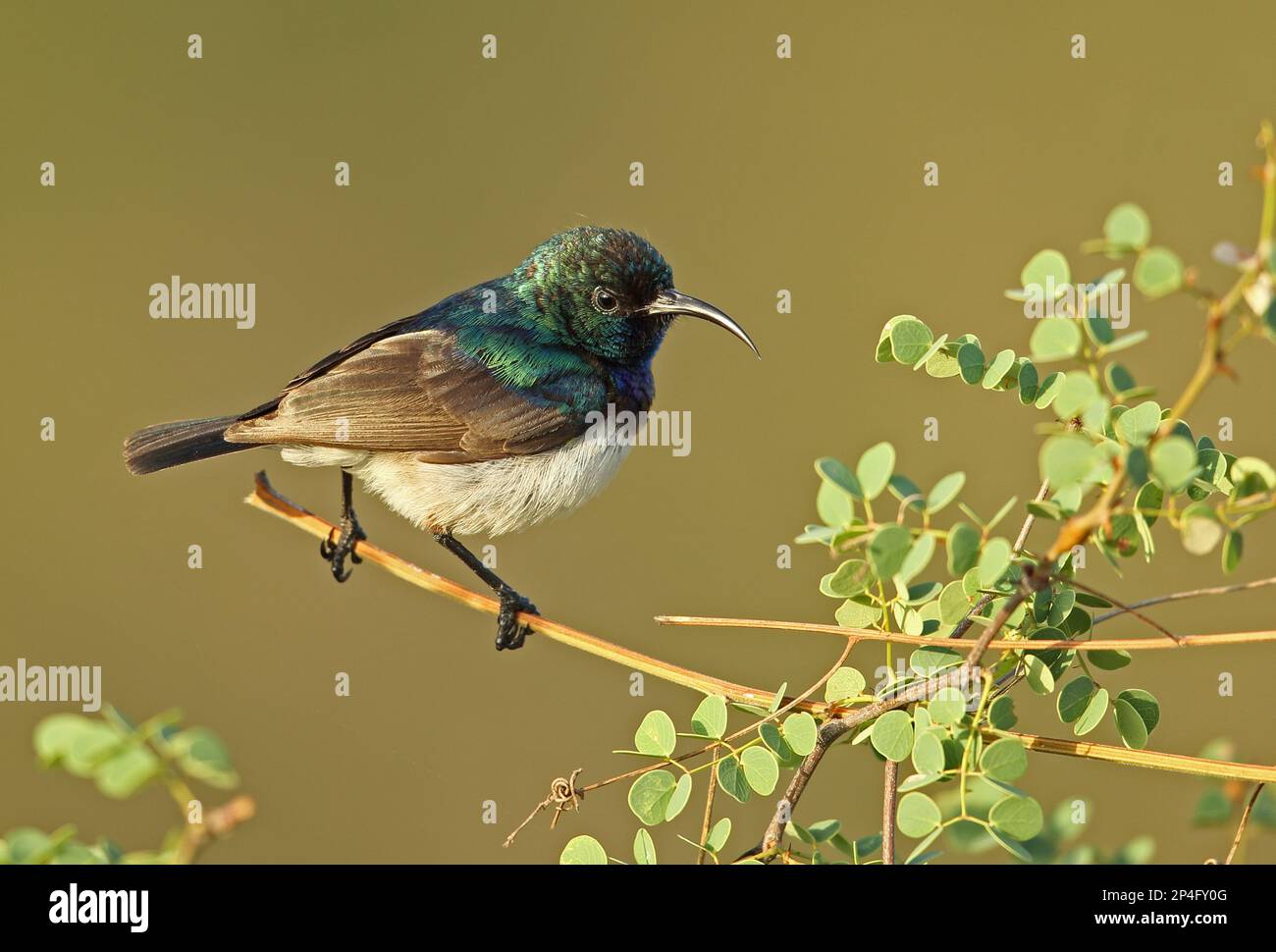 White-bellied Sunbird (Cinnyris talatala) adult male, perched on twig ...