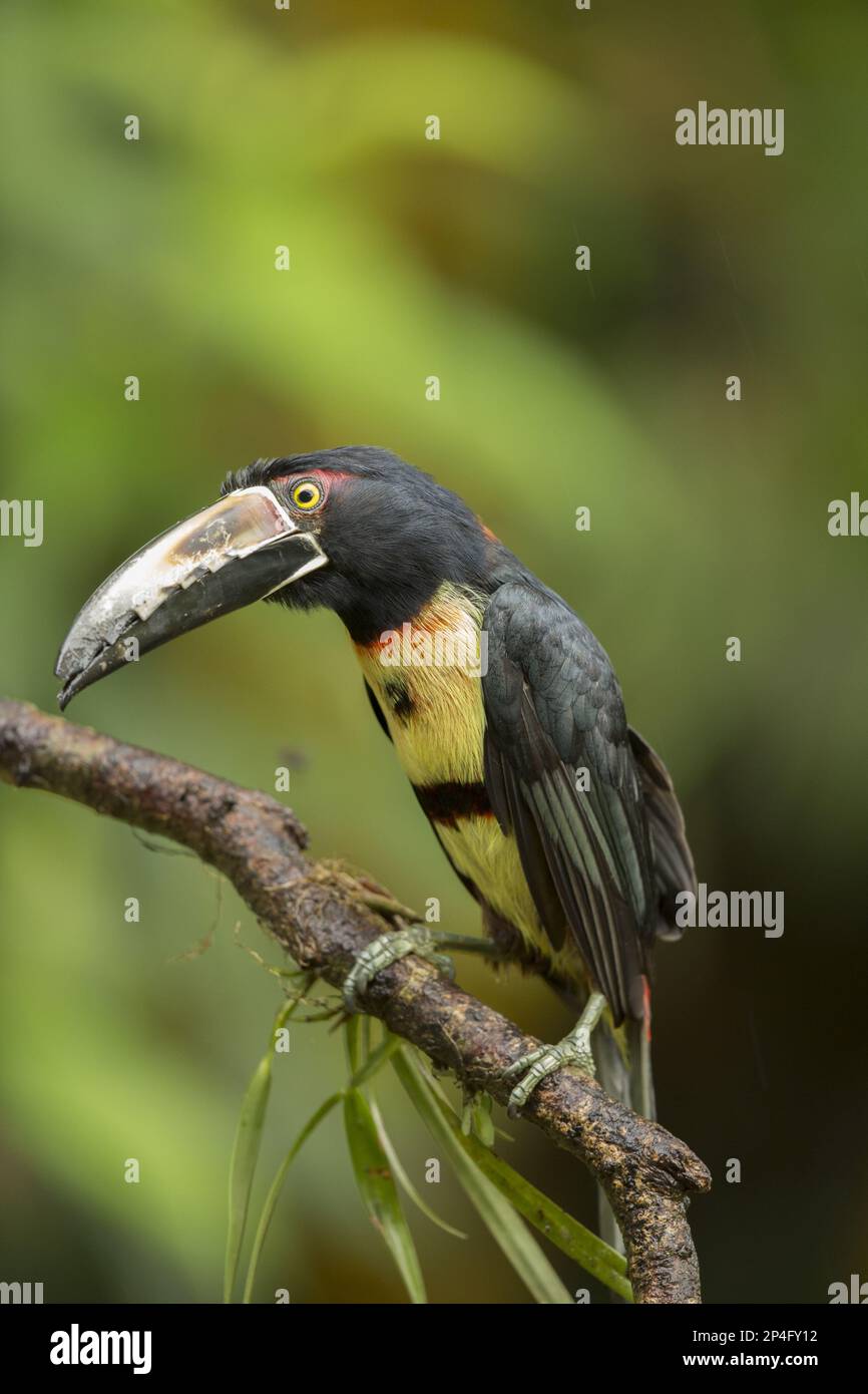 Collared aracaris (Pteroglossus torquatus), Collared Aracari, Animals ...