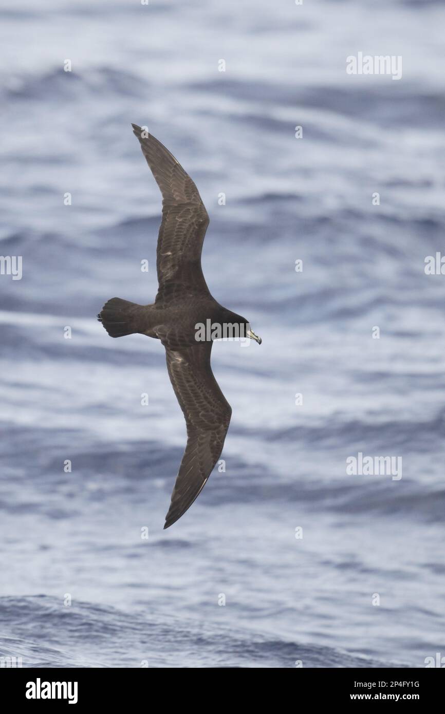Petrels in their environment hi-res stock photography and images - Alamy