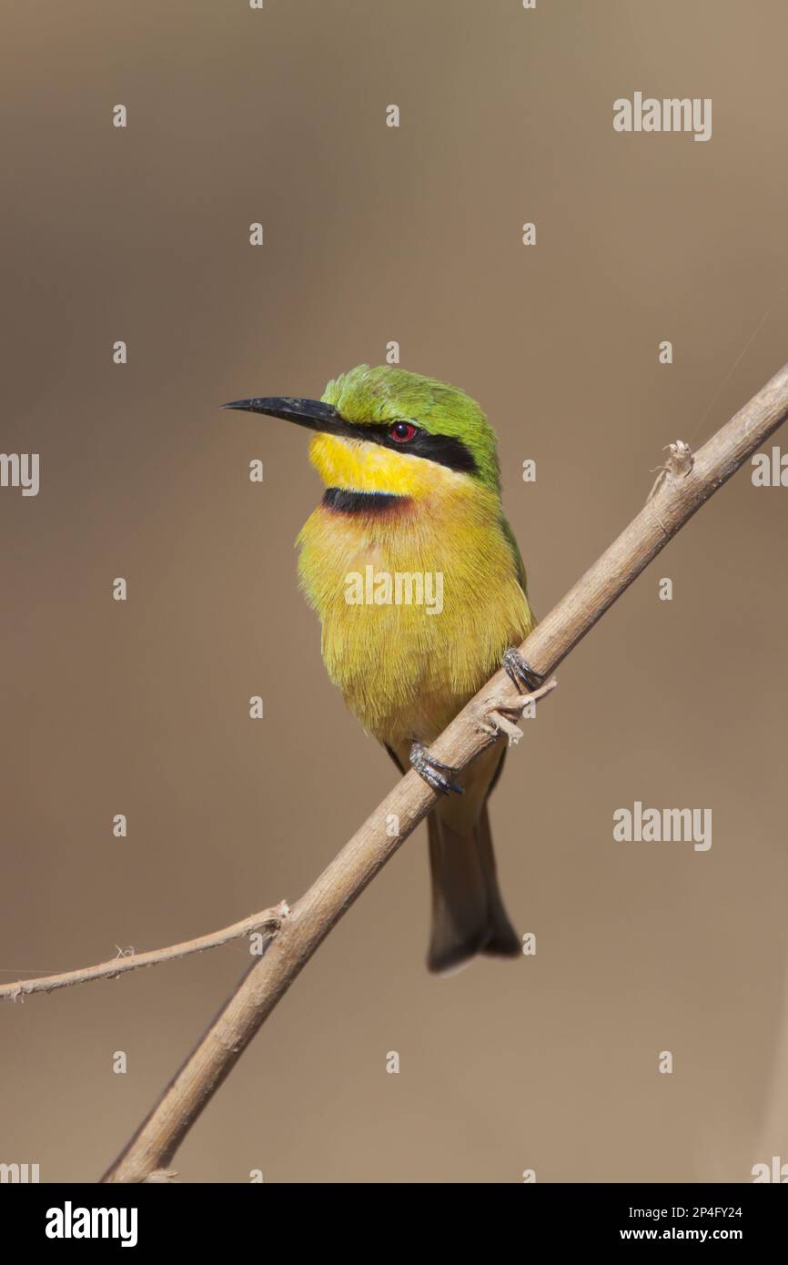 Gambia bird hi-res stock photography and images - Alamy
