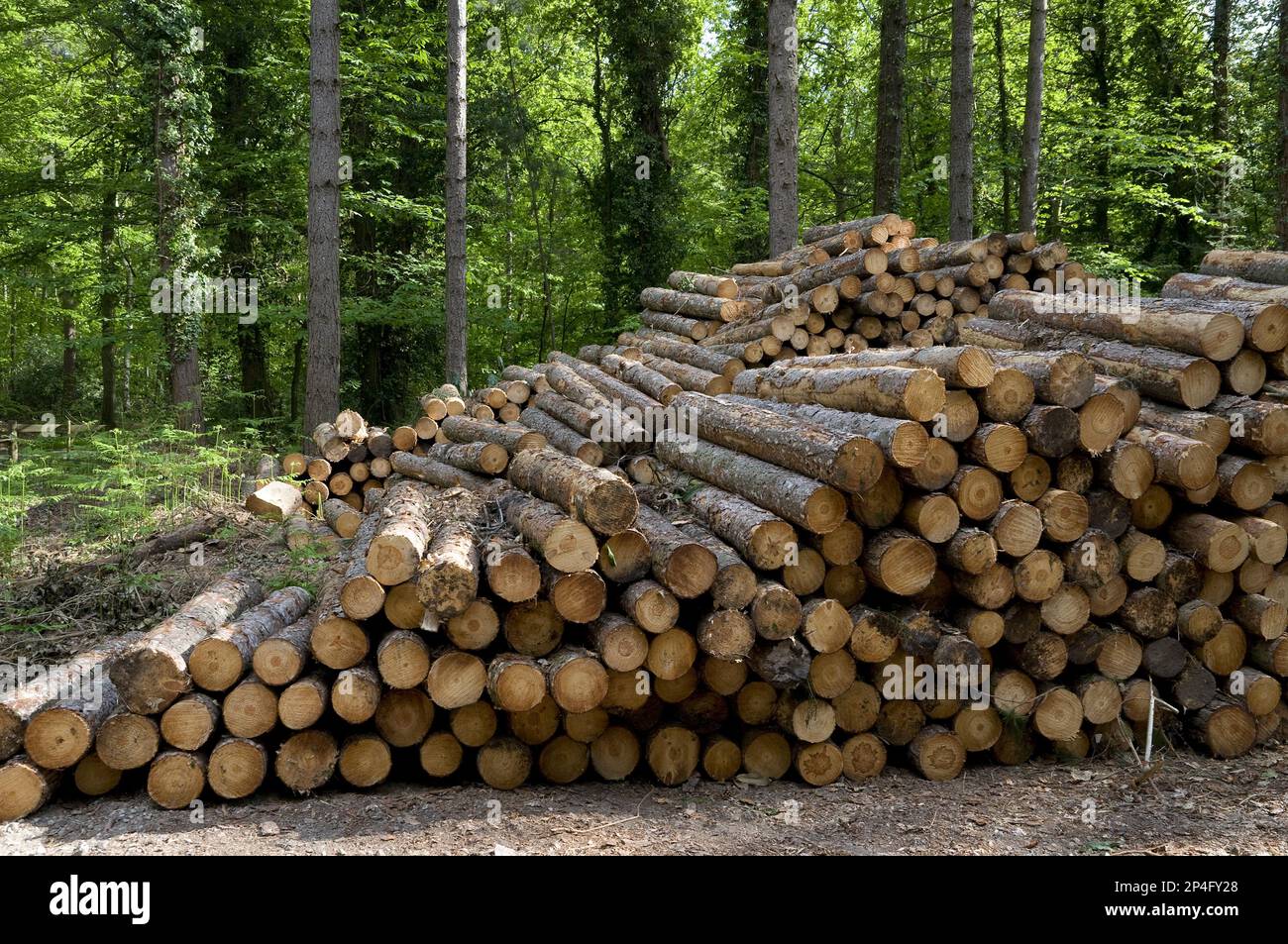 Conifer logs hi-res stock photography and images - Alamy