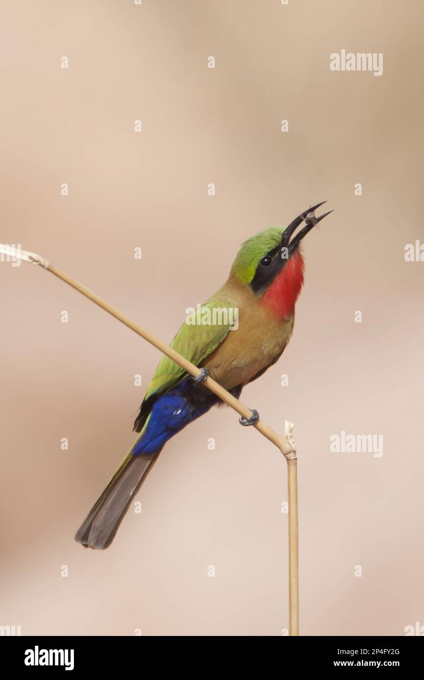 Red-throated bee-eater (Merops bullocki), adult, with insect prey in ...