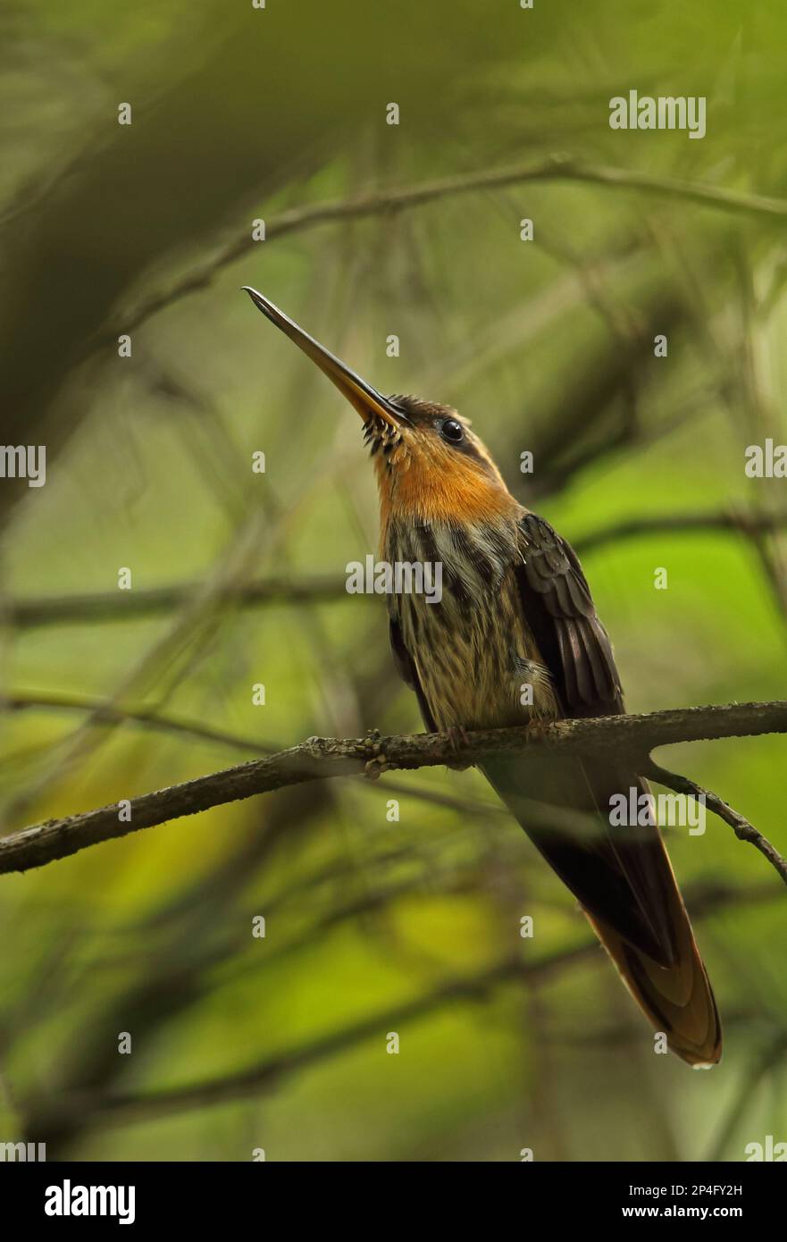 Saw-billed Hummingbird, Saw-billed Hummingbird, Saw-billed Hermit, Saw ...