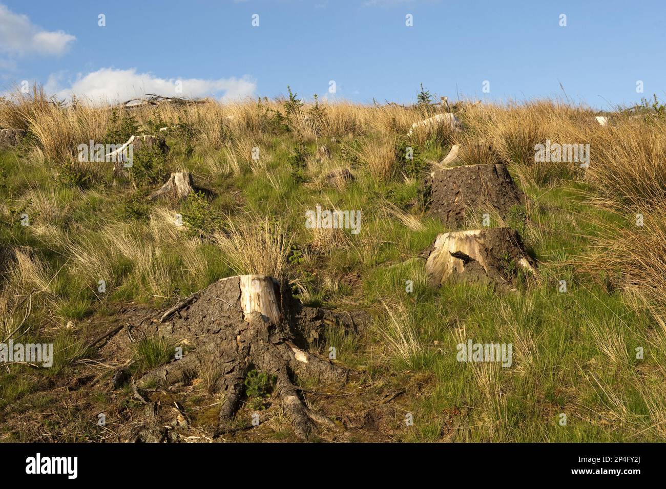 Natural forest regeneration after felling of mature forests, conifers ...
