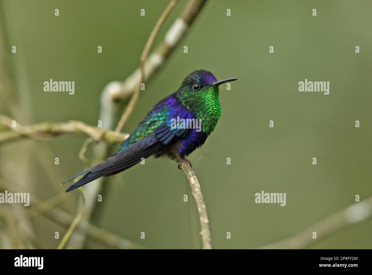 Violet-crowned Woodnymph (Thalurania colombica venusta) adult male ...