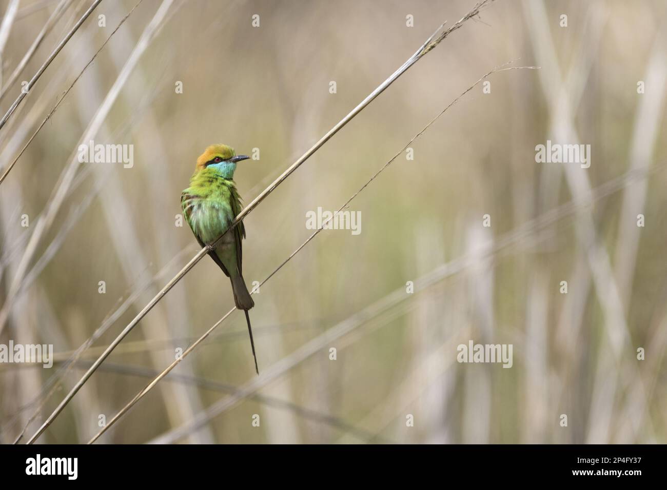 Green bee-eaters, Bee-eaters, Animals, Birds, Little Green Bee-eater ...