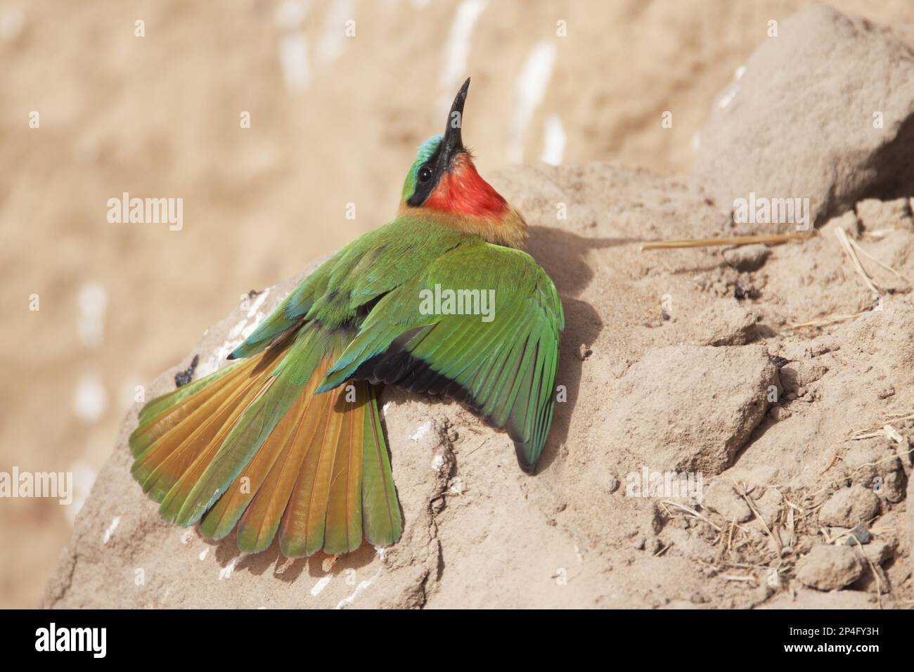 Red-throated bee-eater (Merops bullocki) adult, sunbathing, Gambia ...