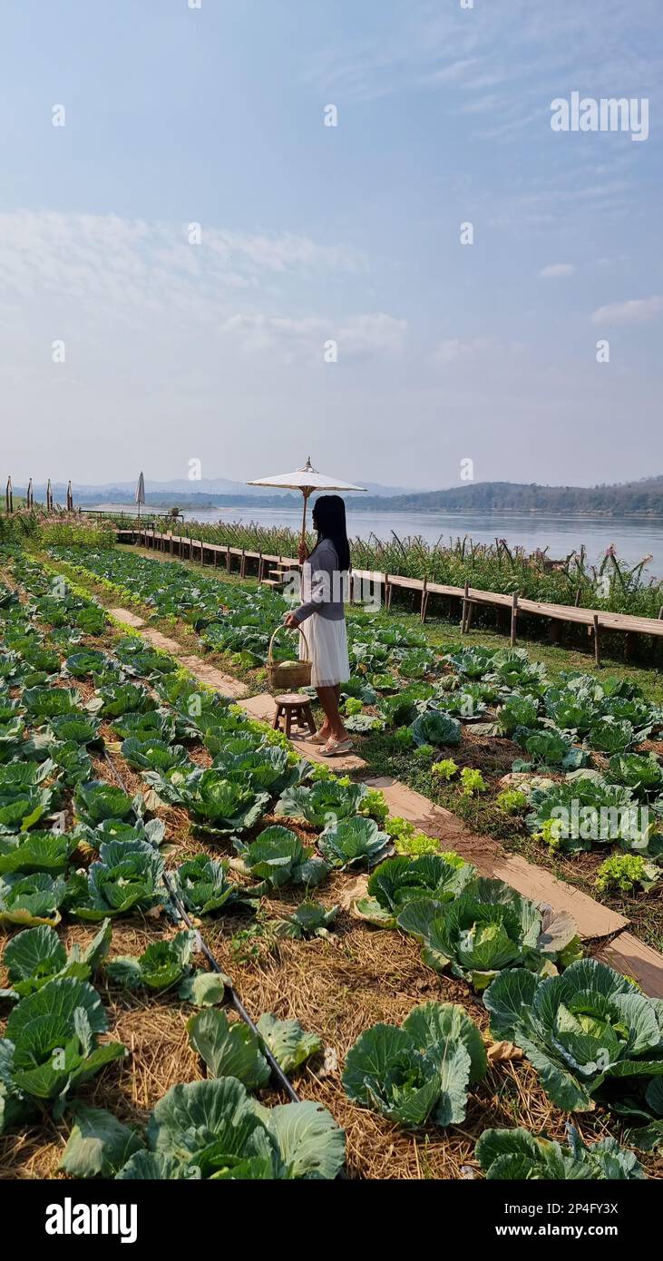 Community kitchen garden. Raised garden beds with plants in a vegetable ...
