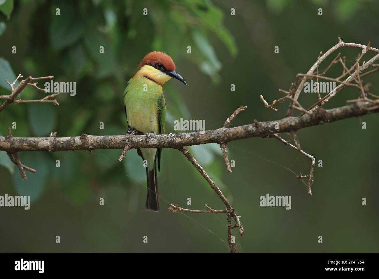 Chestnut headed bee eater hi-res stock photography and images - Alamy