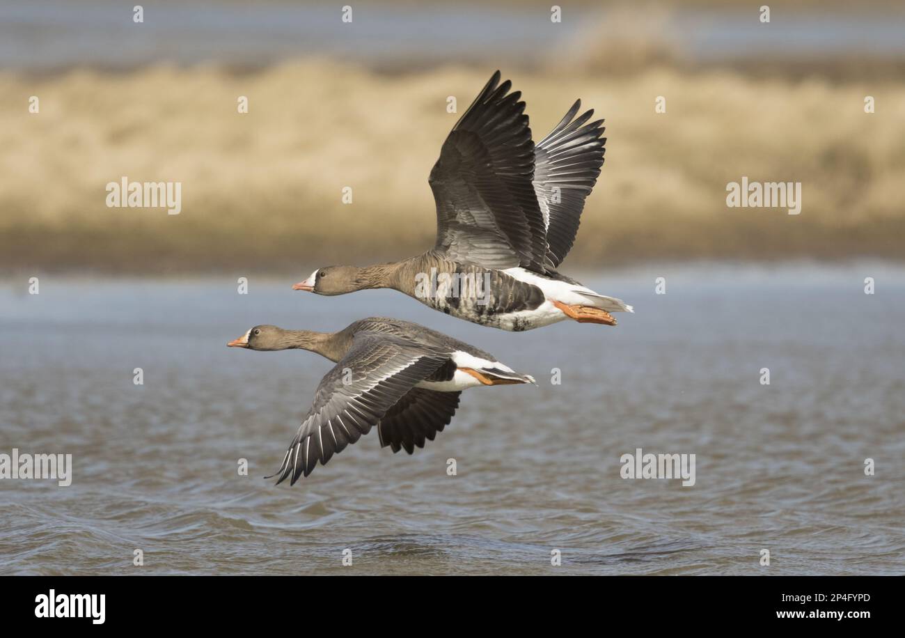 White-fronted Goose, greater white-fronted geese (Anser albifrons ...