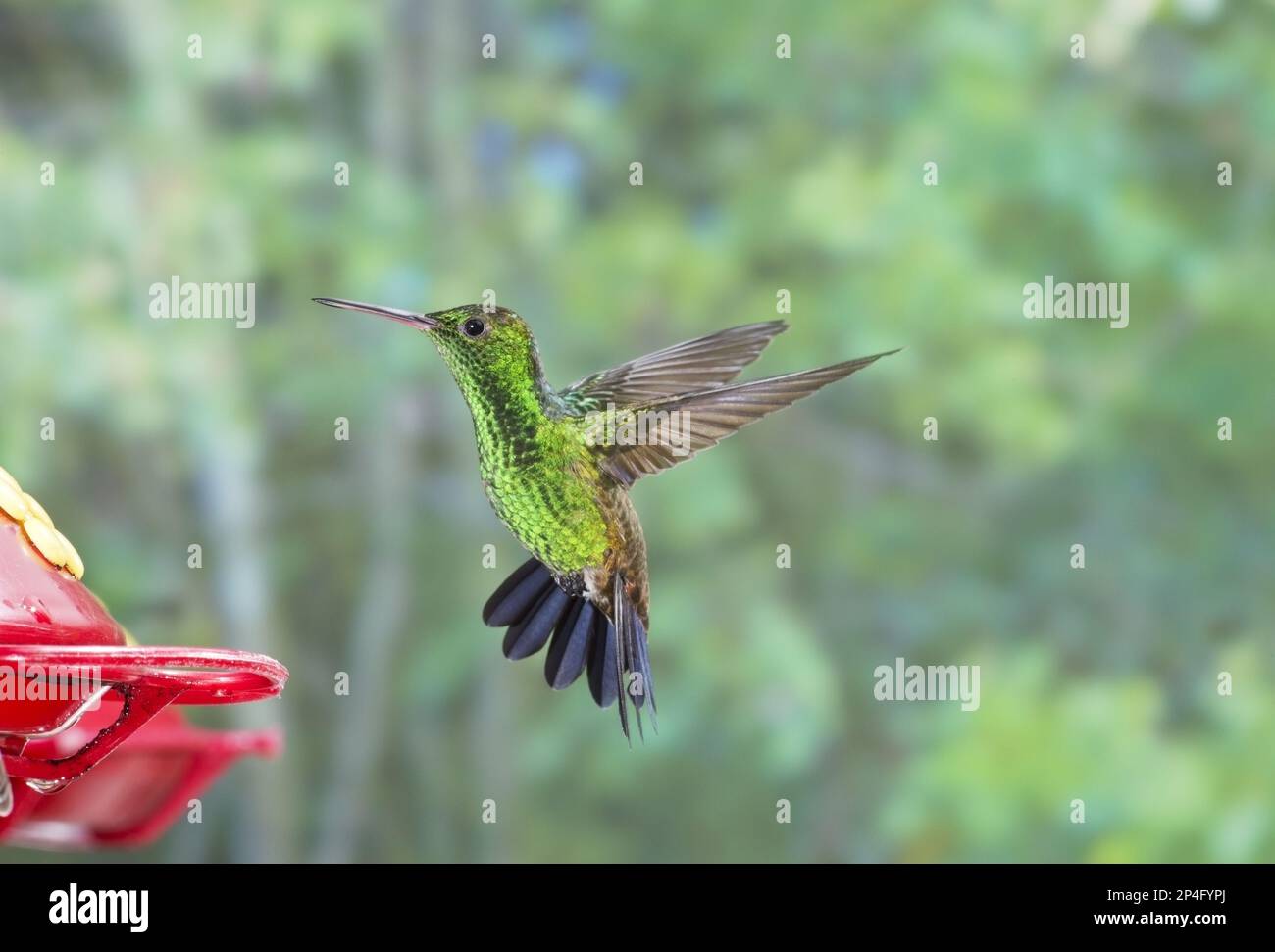 Saucerottia tobaci, copper-rumped hummingbird (Amazilia tobaci), Copper ...