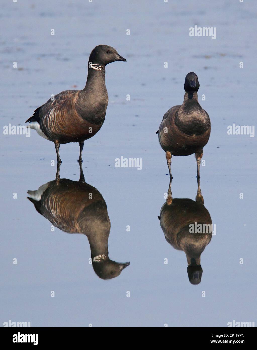 Brant goose (Branta bernicla) adult pair, standing in shallow water ...