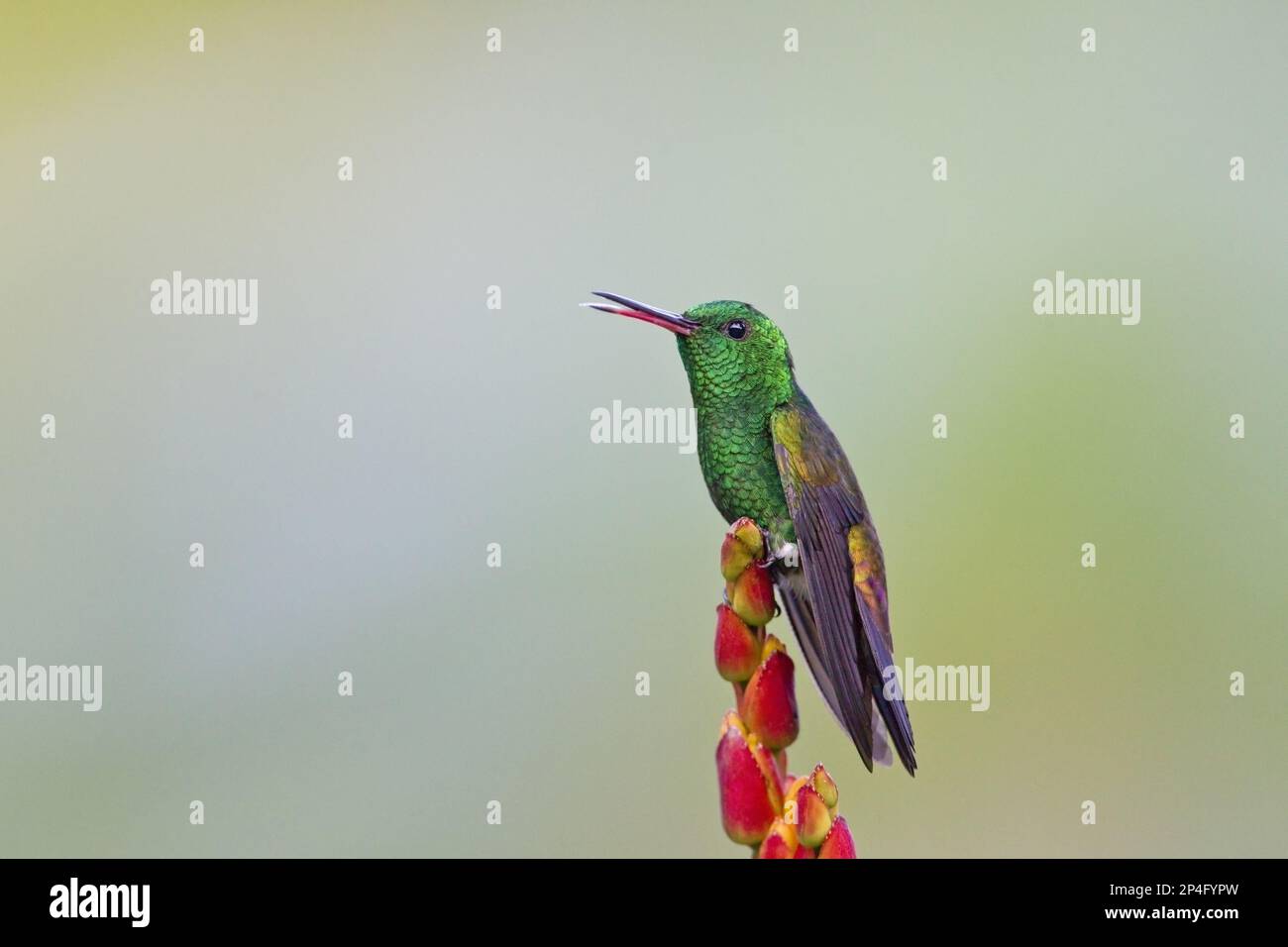 Saucerottia tobaci, copper-rumped hummingbird (Amazilia tobaci), Copper ...