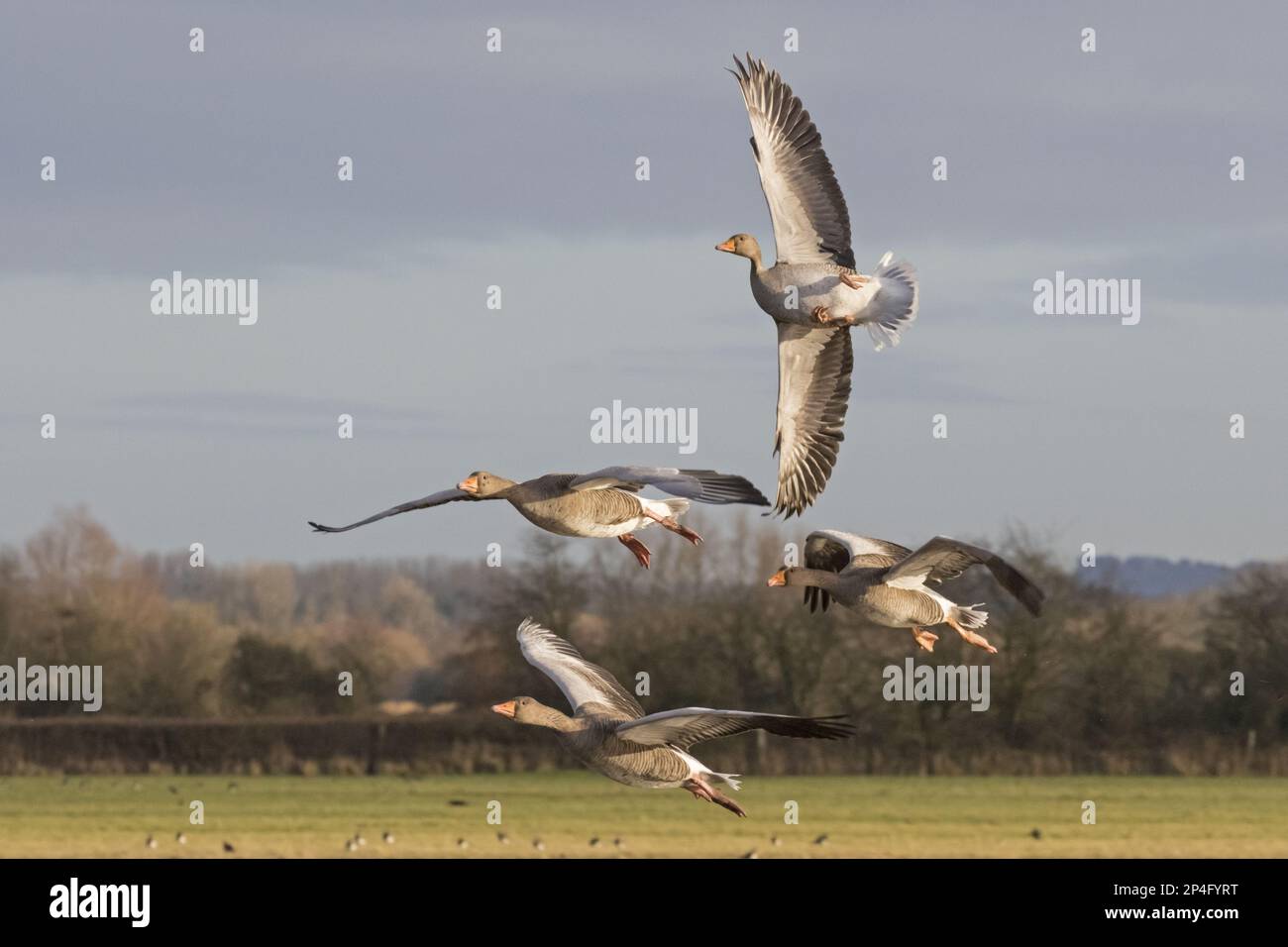Greylag Goose (Anser anser) four adults, in flight, with one 'whiffling ...