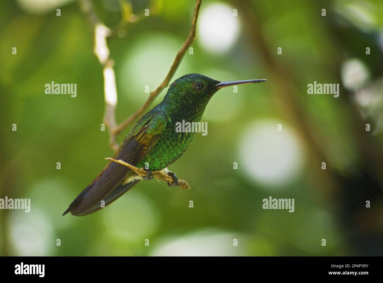Copper-rumped Hummingbird (Amazilia tobaci) adult, perched on twig ...