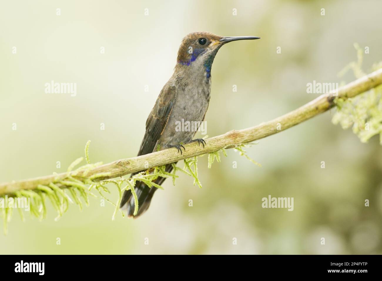 Brown violetear (Colibri delphinae), Brown Violet-ear Hummingbird ...