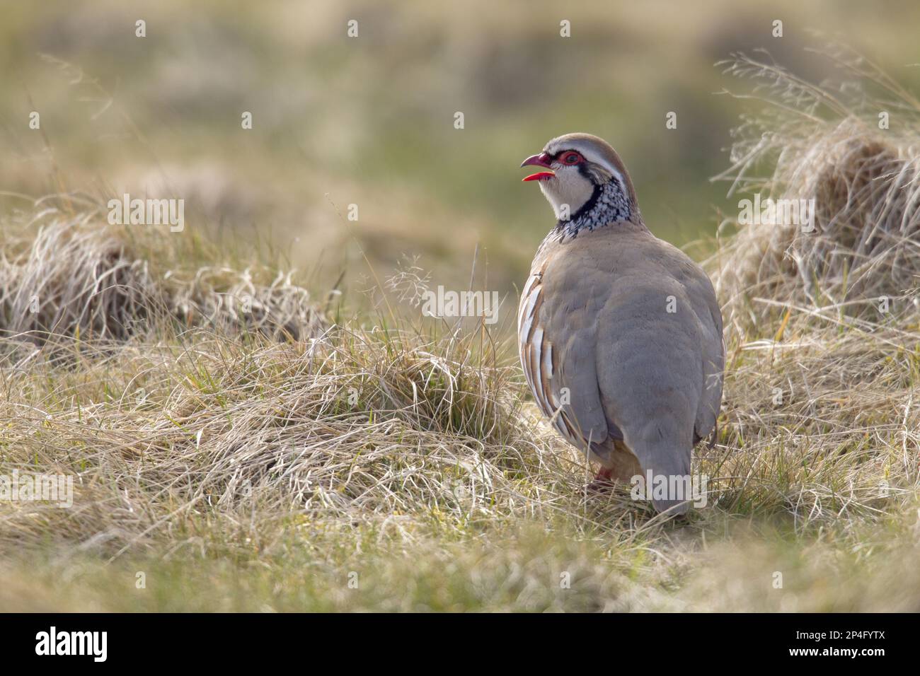 Red-legged partridge (Alectoris rufa) adult, calling, standing on grass ...