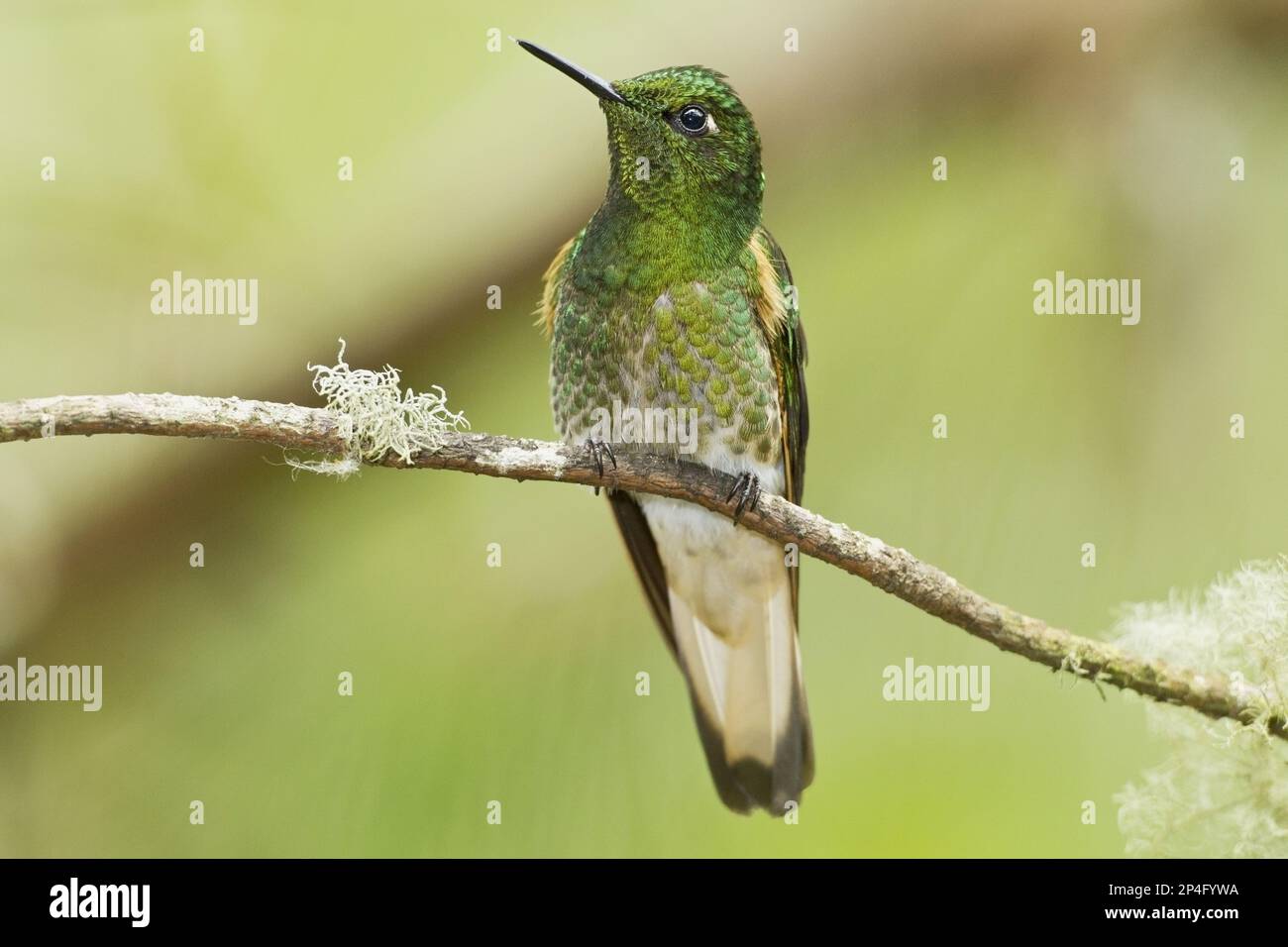 Emerald-throated Glossy-tail, Emerald-throated Glossy-tail, Hummingbird ...