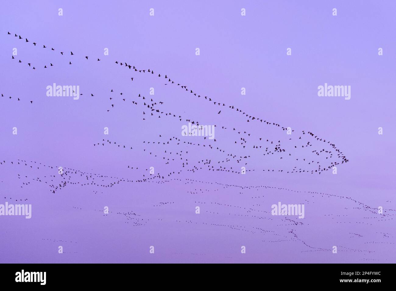Pink-footed Goose (Anser brachyrhynchus) flock, in flight, in v ...