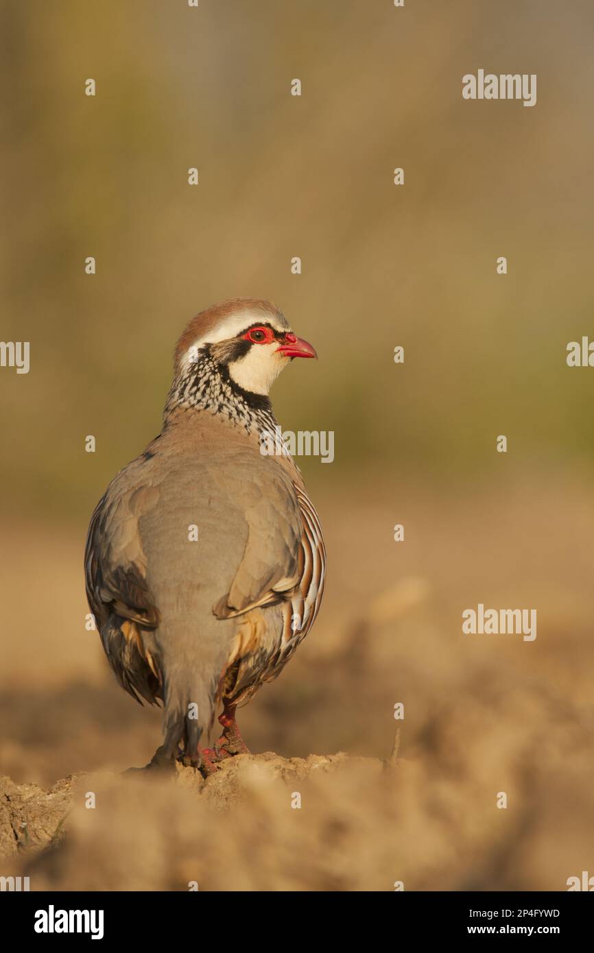 Red-legged Partridge (Alectoris rufa) adult, standing in ploughed field ...